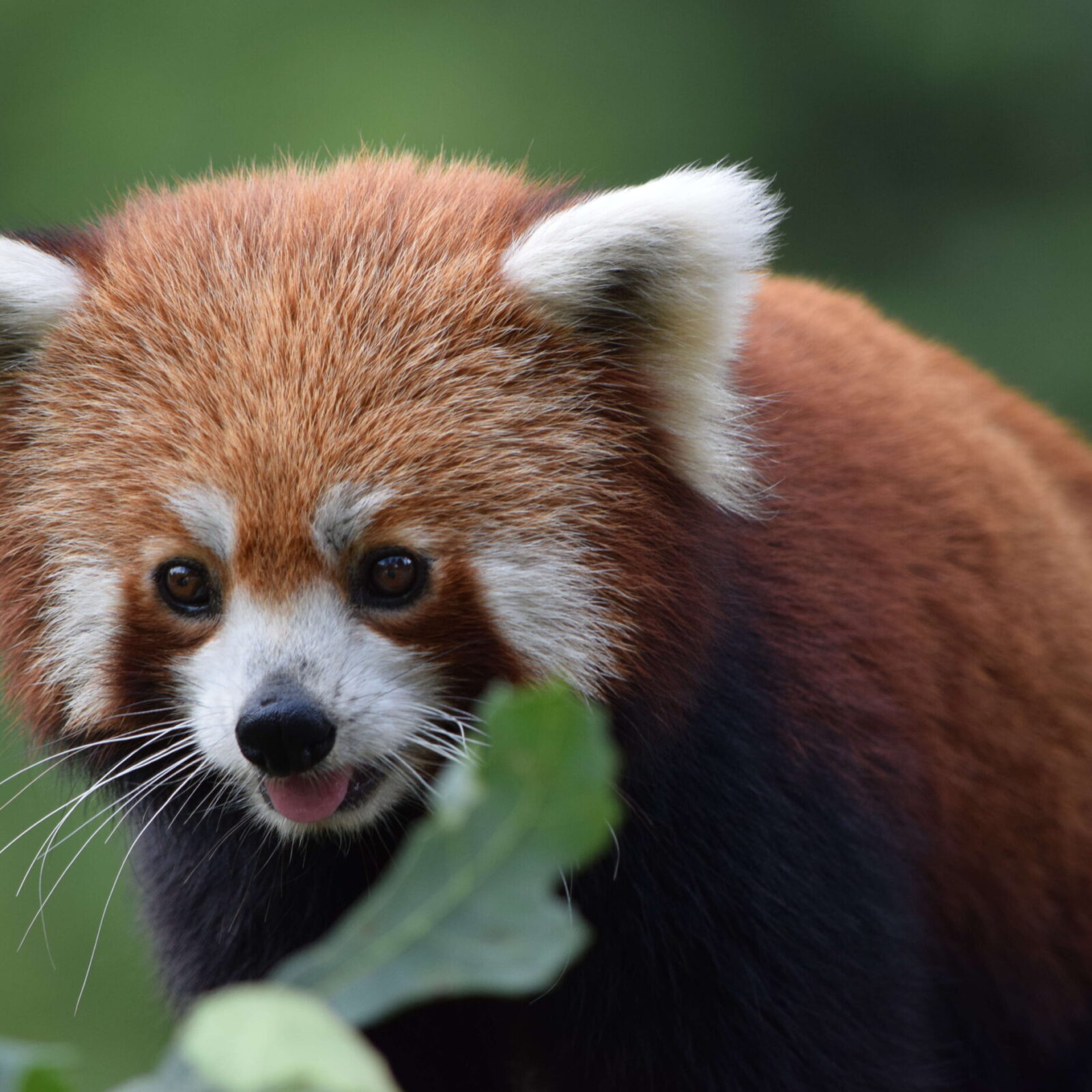 Où voir des animaux à Bordeaux - Un Air de Bordeaux