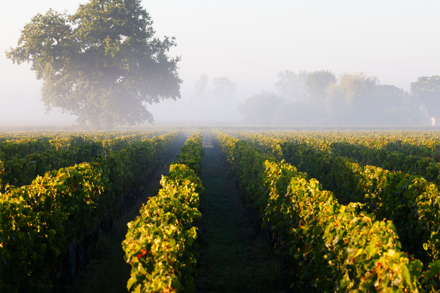 Rando à Bordeaux : les vignes à portée de tram - Un Air de Bordeaux
